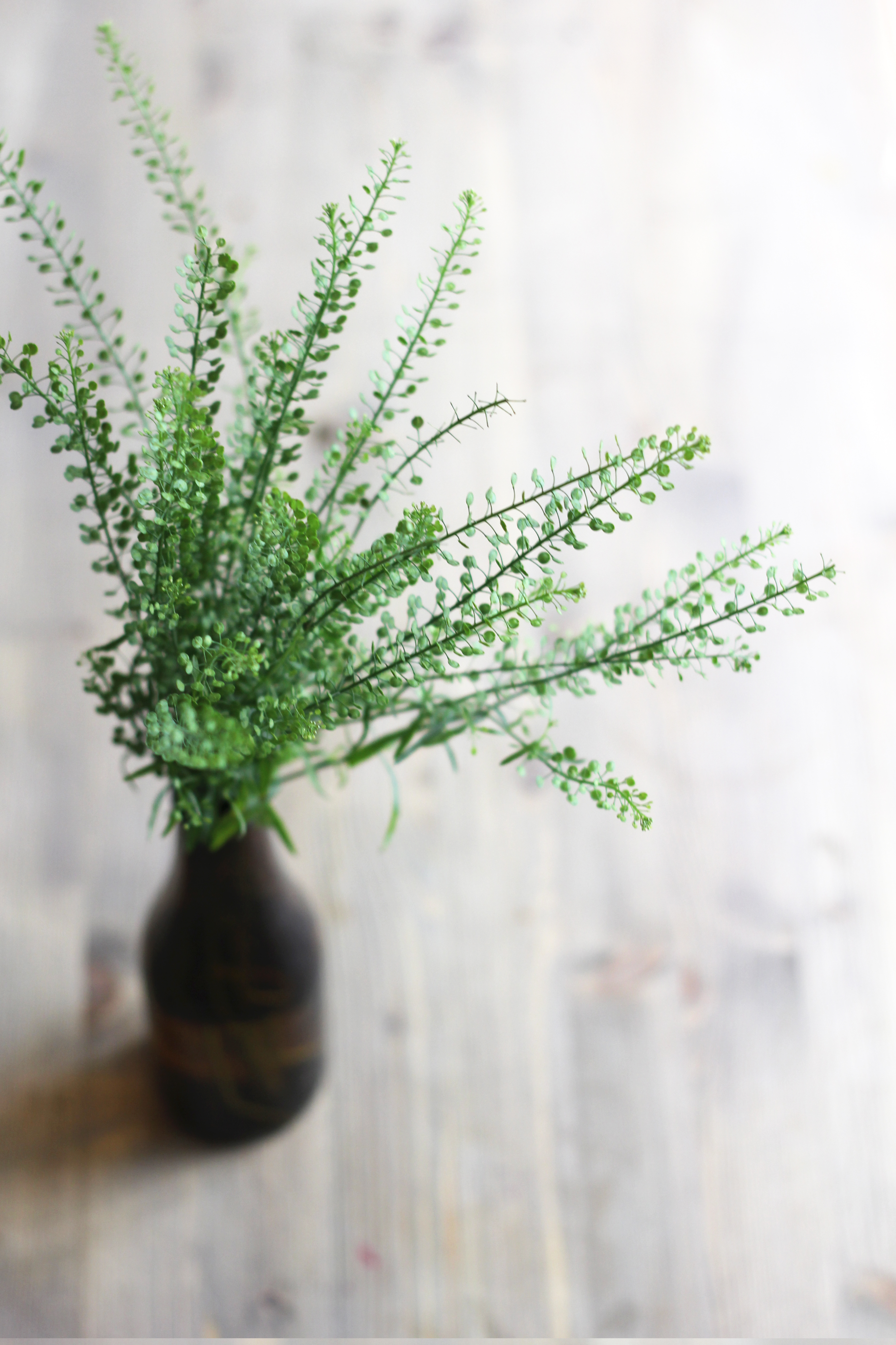 Thlaspi - la mariee aux pieds nus